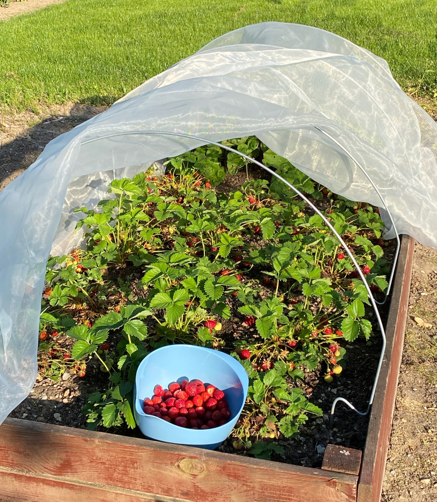 Insektnet og bionet - BK-Pack ApS